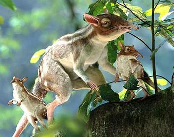 Leptictidium | Prehistoric Earth: A Natural History Wiki | Fandom