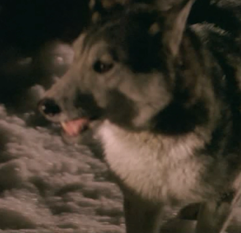 Paleolithic Dog | Prehistoric Earth: A Natural History Wiki | Fandom