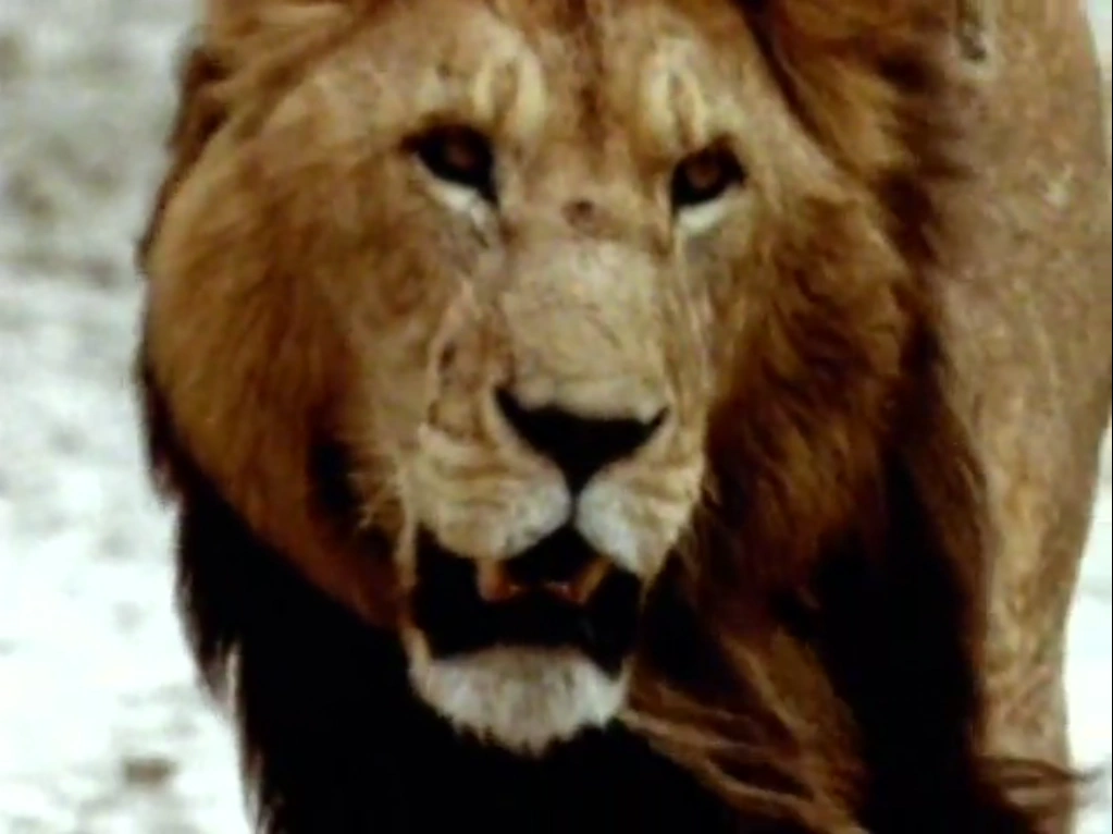 American Lion | Prehistoric Earth: A Natural History Wiki | Fandom