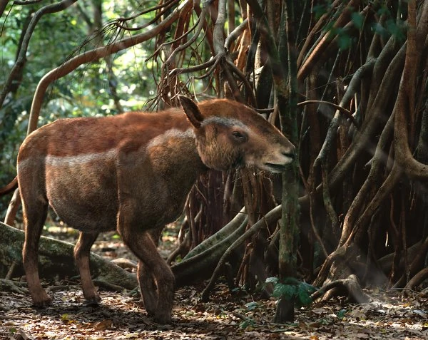 Propalaeotherium | Prehistoric Earth: A Natural History Wiki | Fandom