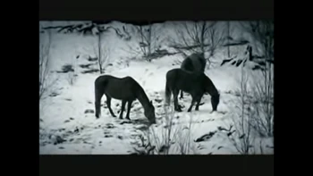 Tarpan | Prehistoric Earth: A Natural History Wiki | Fandom