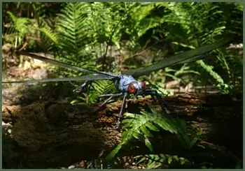 Meganeura | Prehistoric Earth: A Natural History Wiki | Fandom