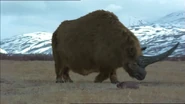Elasmotherium | Prehistoric Earth: A Natural History Wiki | Fandom