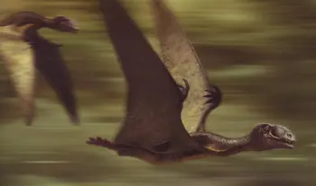 Anurognathus | Prehistoric Earth: A Natural History Wiki | Fandom
