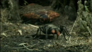 Megarachne | Prehistoric Earth: A Natural History Wiki | Fandom