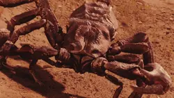 brontoscorpio length