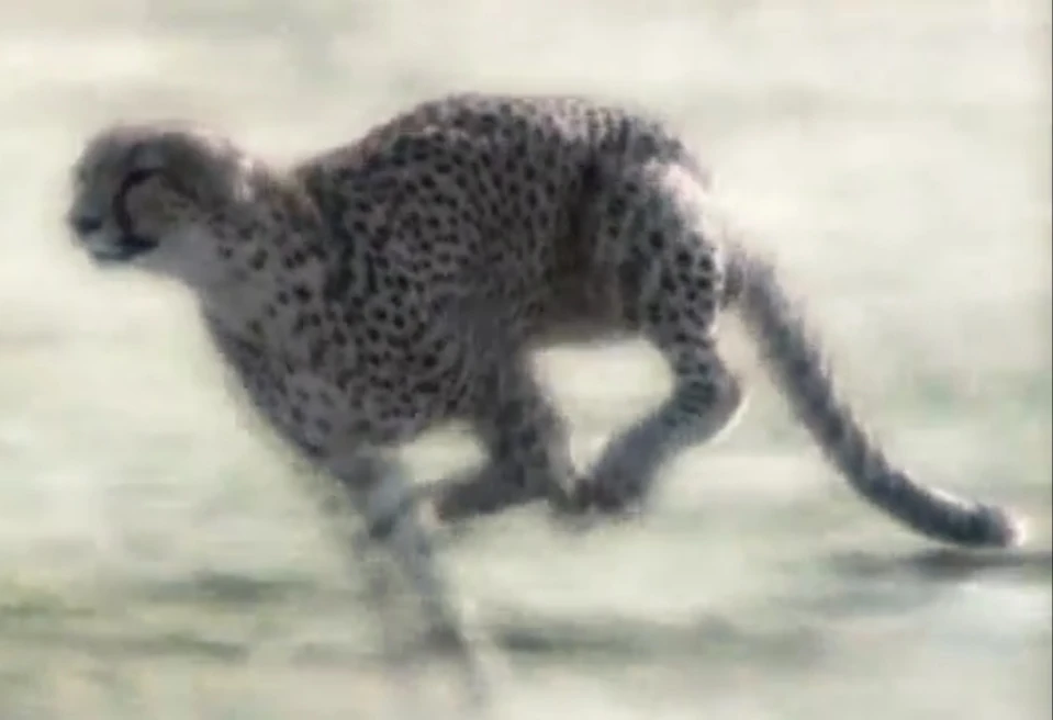 American Cheetah | Prehistoric Earth: A Natural History Wiki | Fandom