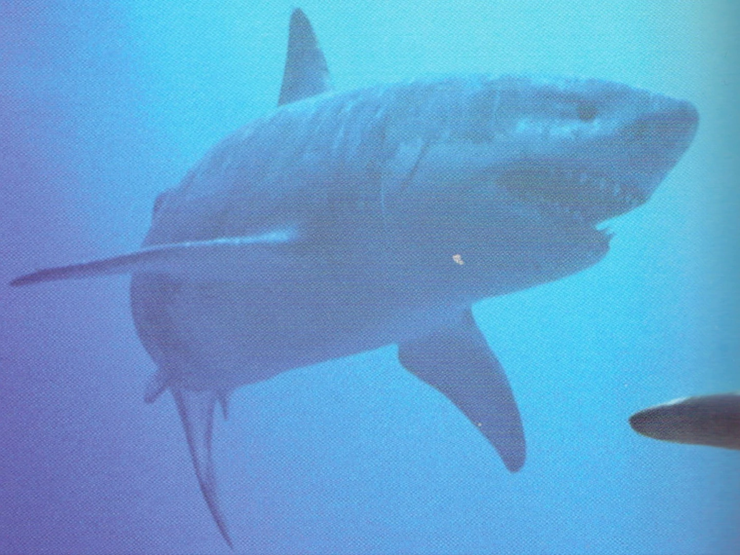 Prehistoric Megalodon Shark
