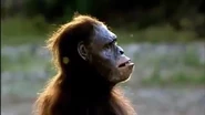 Australopithecus | Prehistoric Earth: A Natural History Wiki | Fandom