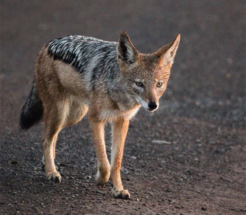 Black-Backed Jackal | Prehistoric Earth: A Natural History Wiki | Fandom