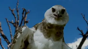 Haast's Eagle | Prehistoric Earth: A Natural History Wiki | Fandom