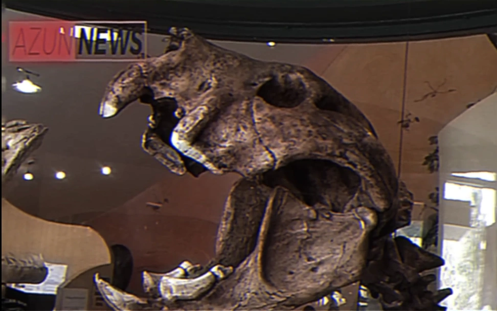 Thylacoleo Skull | Prehistoric Emergence Wiki | Fandom