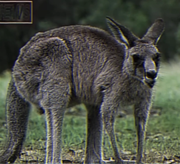 Kangaroo | Prehistoric Emergence Wiki | Fandom