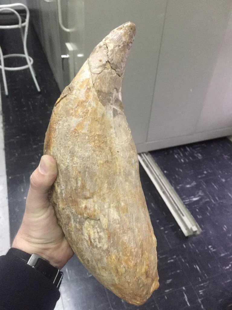 Livyatan Teeth | Prehistoric Emergence Wiki | Fandom