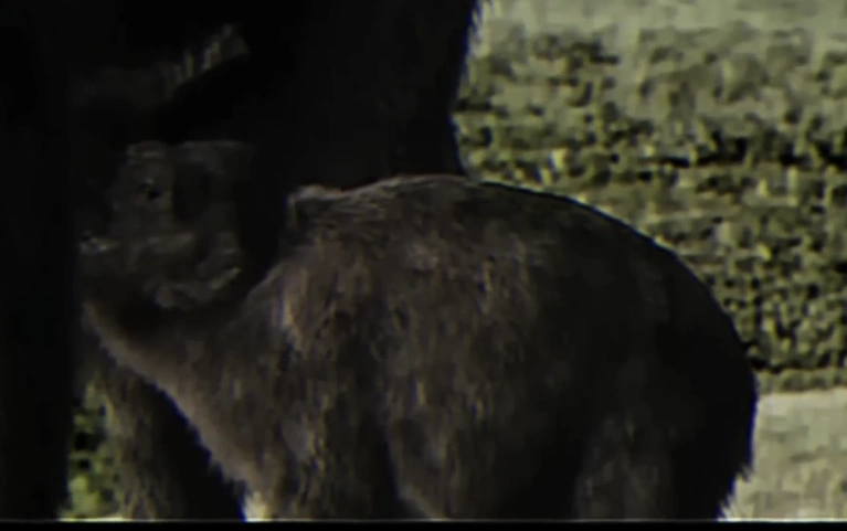 Oompy Jr. | Prehistoric Emergence Wiki | Fandom