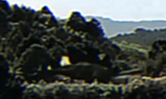 Stegosaurus | Prehistoric Emergence Wiki | Fandom