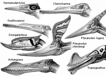 Pterosaur | Prehistoric Emergence Wiki | Fandom