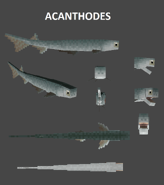 Acanthodes | Prehistoric Flora Wiki | Fandom