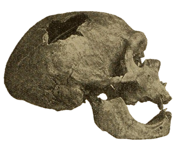 Prehistoric Humans Wiki | Fandom