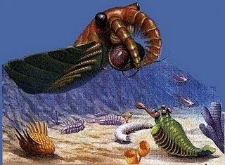 Anomalocaris | Prehistoric Life Wiki | Fandom