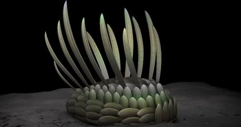 Wiwaxia | Prehistoric Life Wiki | Fandom