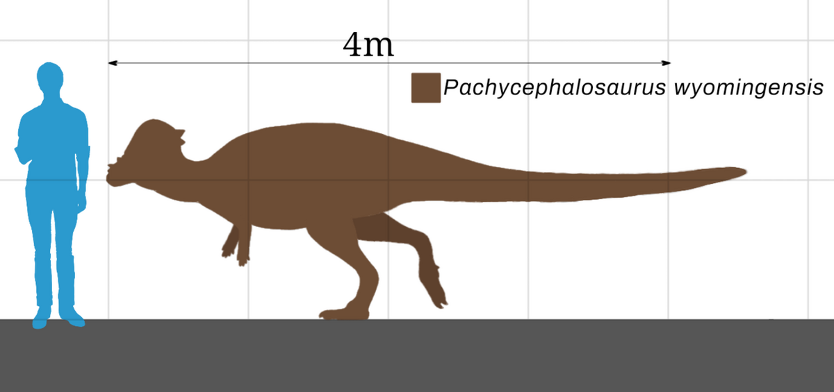 Pachycephalosaurus | Prehistoric Life Wiki | Fandom