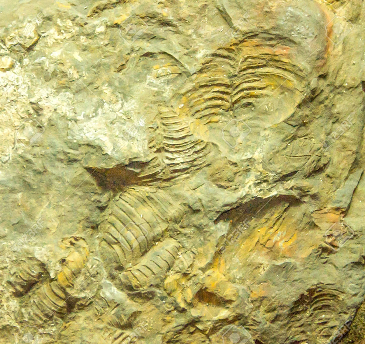 Oldhamina | Prehistoric Life Wiki | Fandom