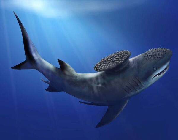 Prehistoric Sharks List