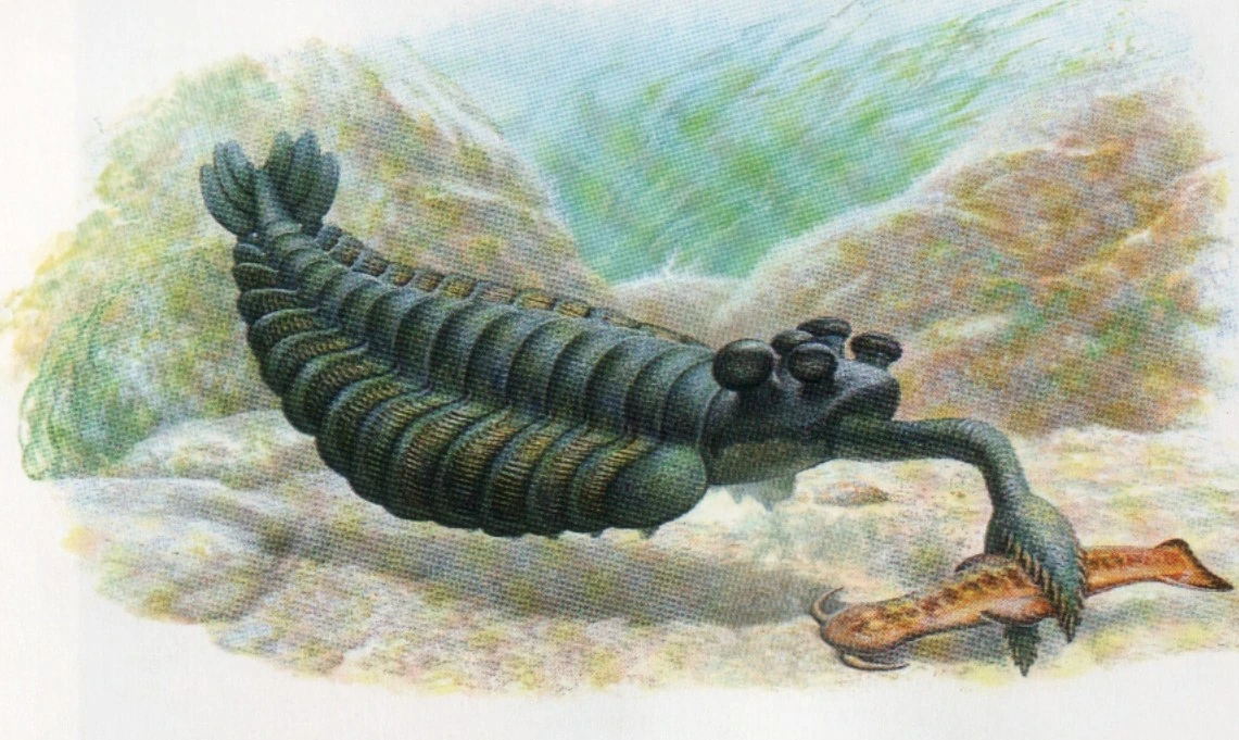 Opabinia | Prehistoric Life Wiki | Fandom