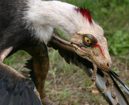 Prehistoric Park Wiki:Workshop/Microraptor | Prehistoric Park Wiki | Fandom