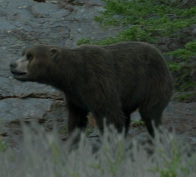 Prehistoric Cave Bears