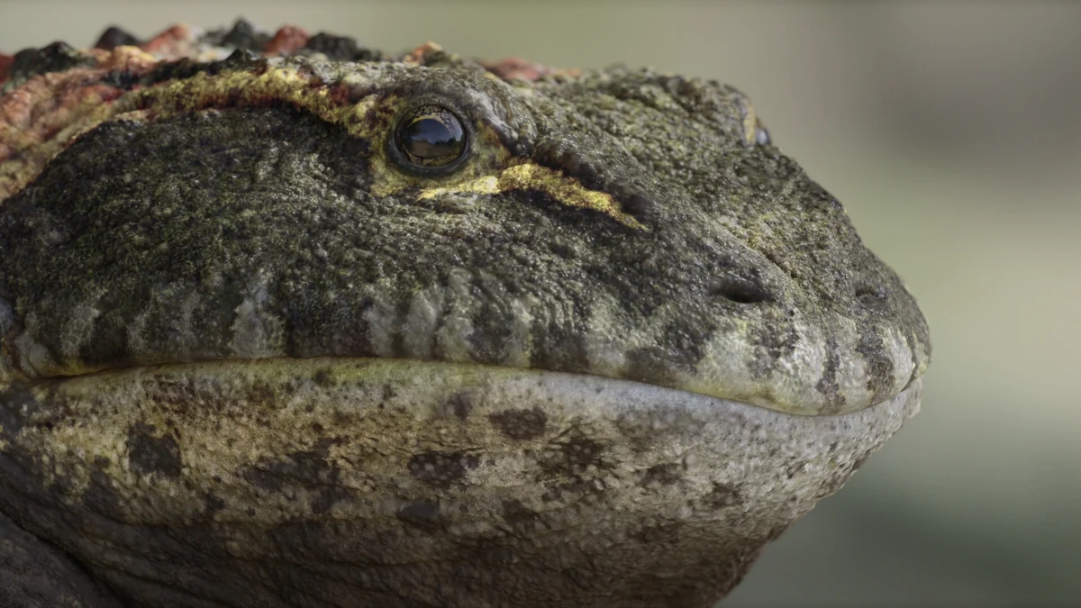 Beelzebufo | Prehistoric Planet Wiki | Fandom