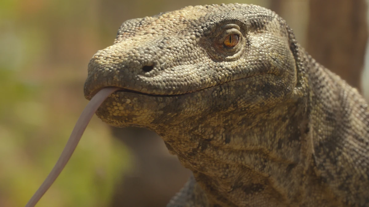 Varanus priscus | Prehistoric Planet Wiki | Fandom