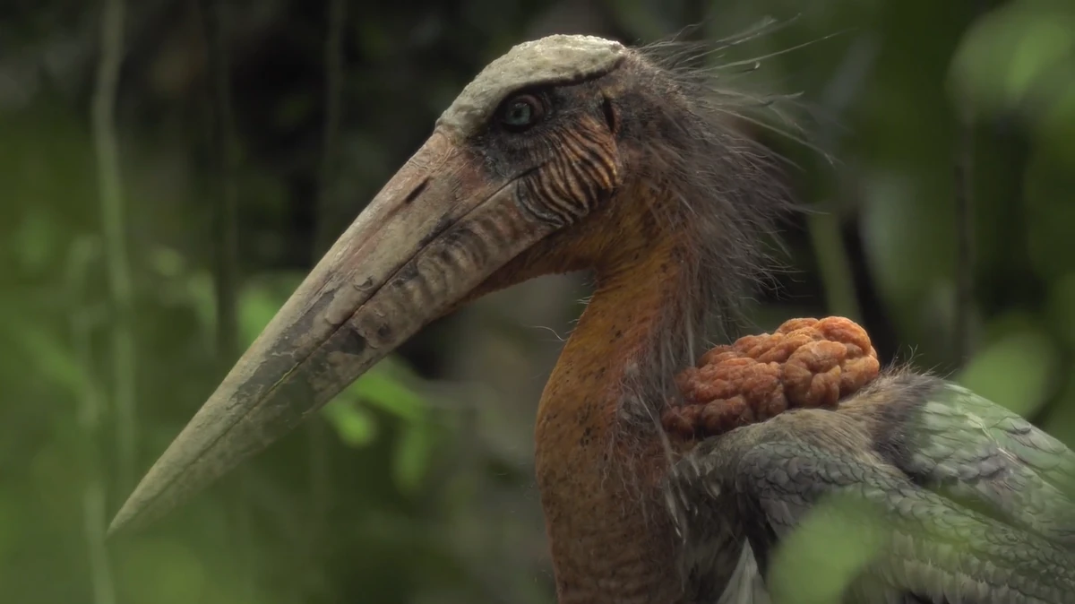 Leptoptilos robustus | Prehistoric Planet Wiki | Fandom