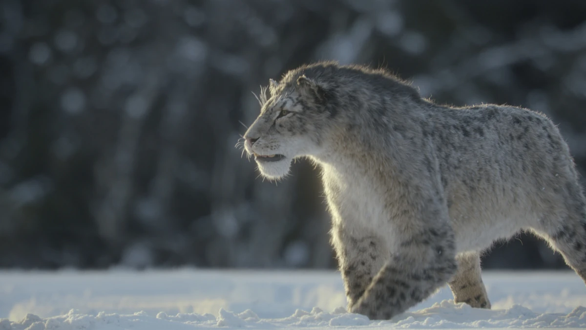 Homotherium | Prehistoric Planet Wiki | Fandom