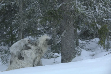 colossosuchus techniensis
