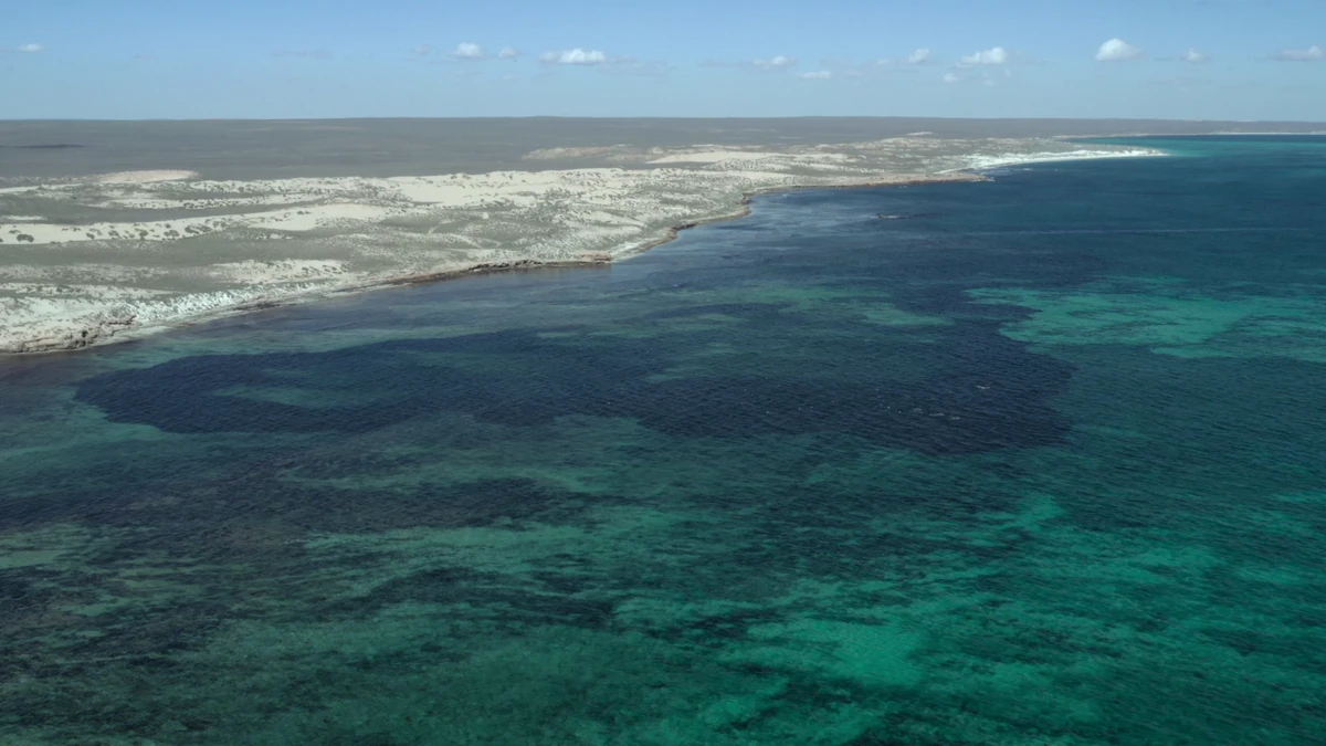 Western Interior Seaway | Prehistoric Planet Wiki | Fandom