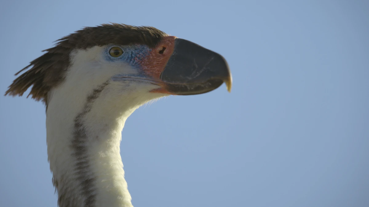 Psilopterus | Prehistoric Planet Wiki | Fandom