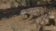 Simosuchus | Prehistoric Planet Wiki | Fandom