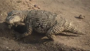 Simosuchus | Prehistoric Planet Wiki | Fandom