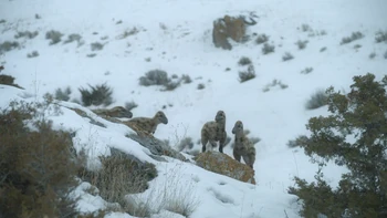 Nanuqsaurus | Prehistoric Planet Wiki | Fandom