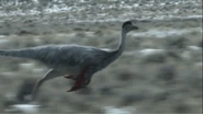 "Ornithomimus" | Prehistoric Planet Wiki | Fandom