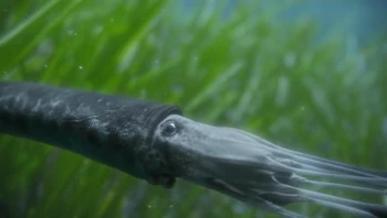 Diplomoceras | Prehistoric Planet Wiki | Fandom