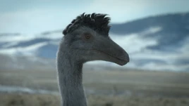 "Ornithomimus" | Prehistoric Planet Wiki | Fandom