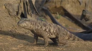 Simosuchus | Prehistoric Planet Wiki | Fandom