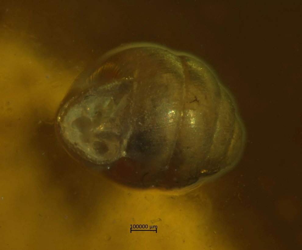 Category:Snails | Prehistoric Wiki | Fandom