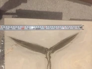 Vallecillo pachycormid | Prehistoric Wiki | Fandom