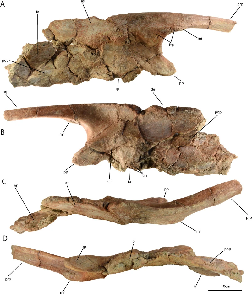 Blesa Styracosternan | Prehistoric Wiki | Fandom