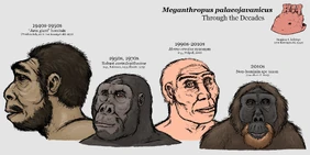 Meganthropus | Prehistoric Wiki | Fandom