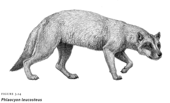 Phlaocyon | Prehistoric Wiki | Fandom